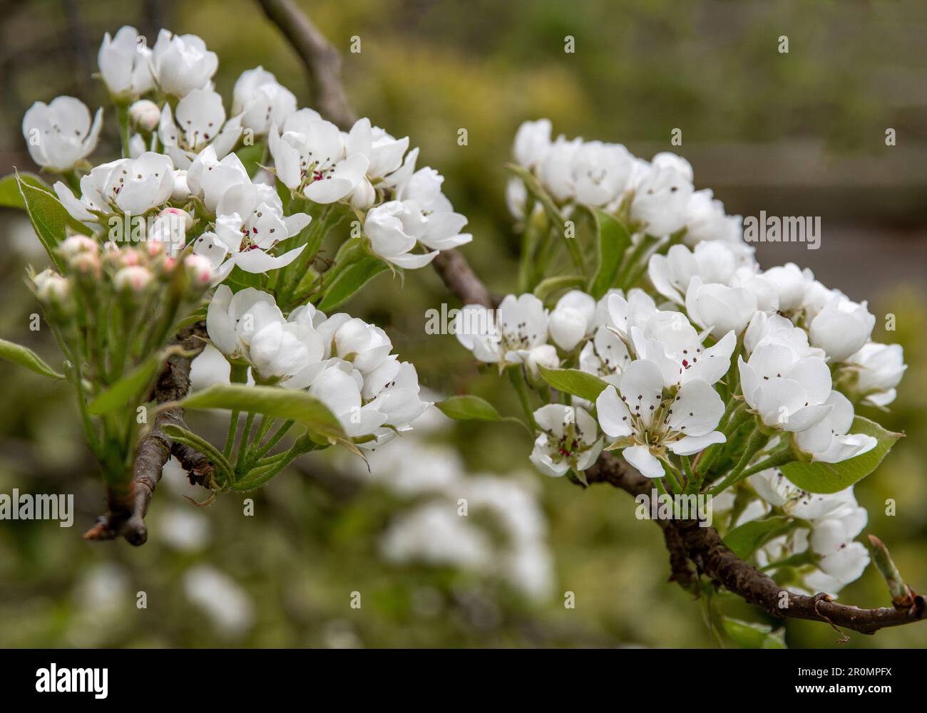 Blossoming pear tree branch delicate hi-res stock photography and ...
