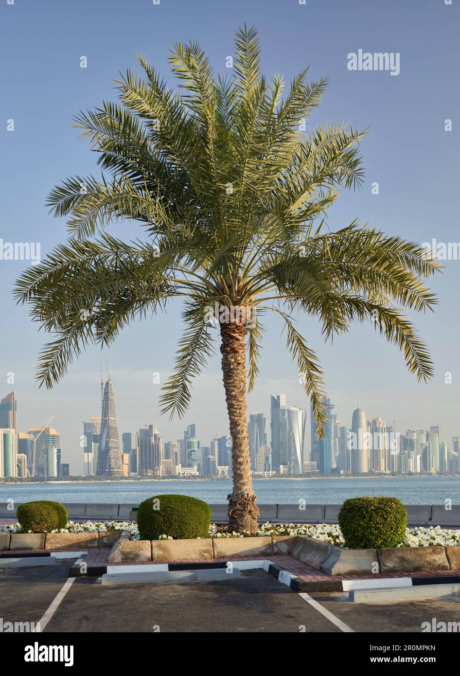 Palm trees at Corniche Promenade, West Bay, Doha, Qatar Stock Photo - Alamy