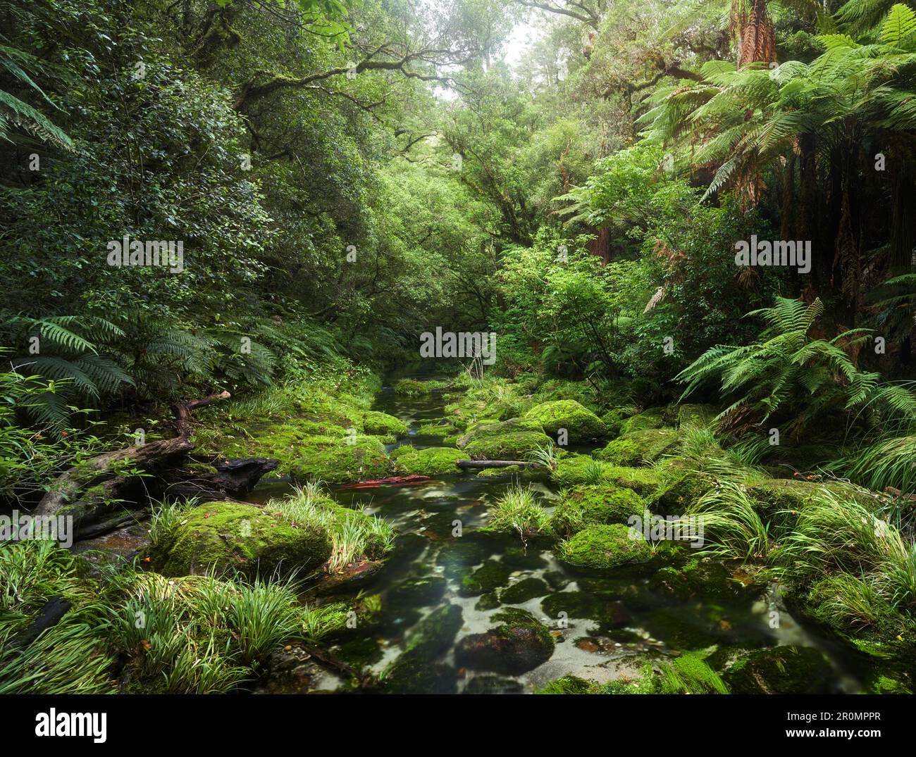 Rainforest, Omanawa Gorge, Bay of Plenty, North Island, New Zealand ...