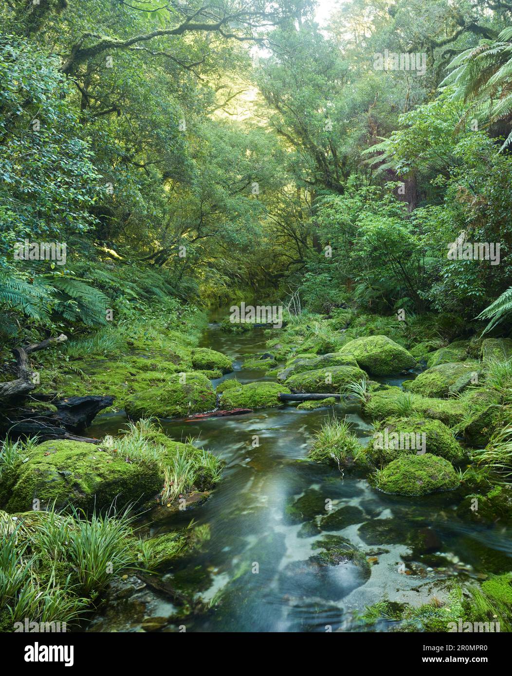 Rainforest, Omanawa Gorge, Bay of Plenty, North Island, New Zealand ...