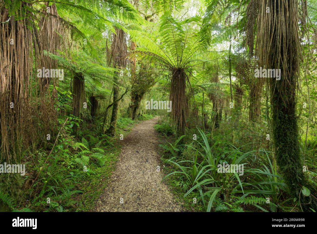 Road through the rainforest, Loop Track, Oparara Basin, Kahurangi ...