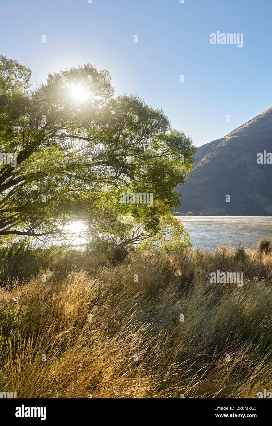 Willows at Lake Grasmere, Arthur's Pass National Park, Canterbury ...