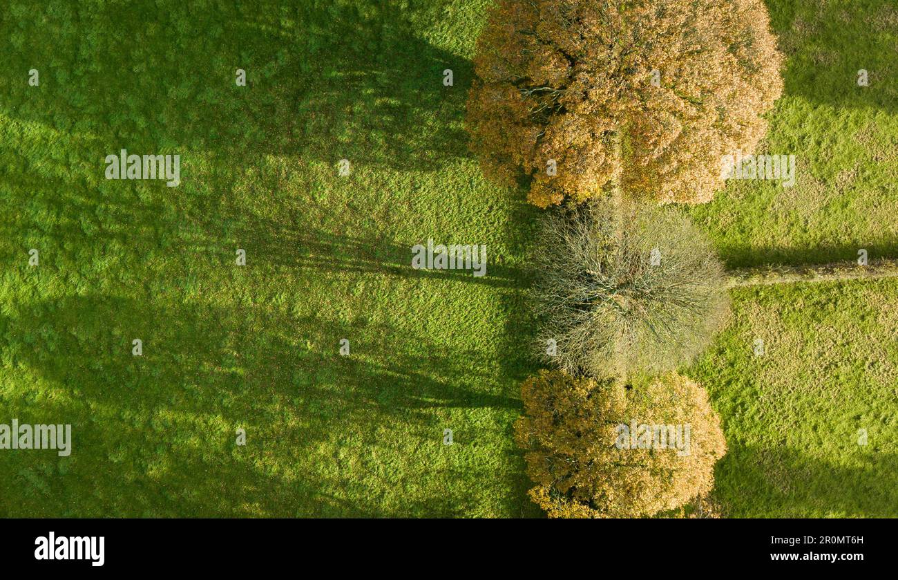 Trees and shadows seen from above Stock Photo - Alamy