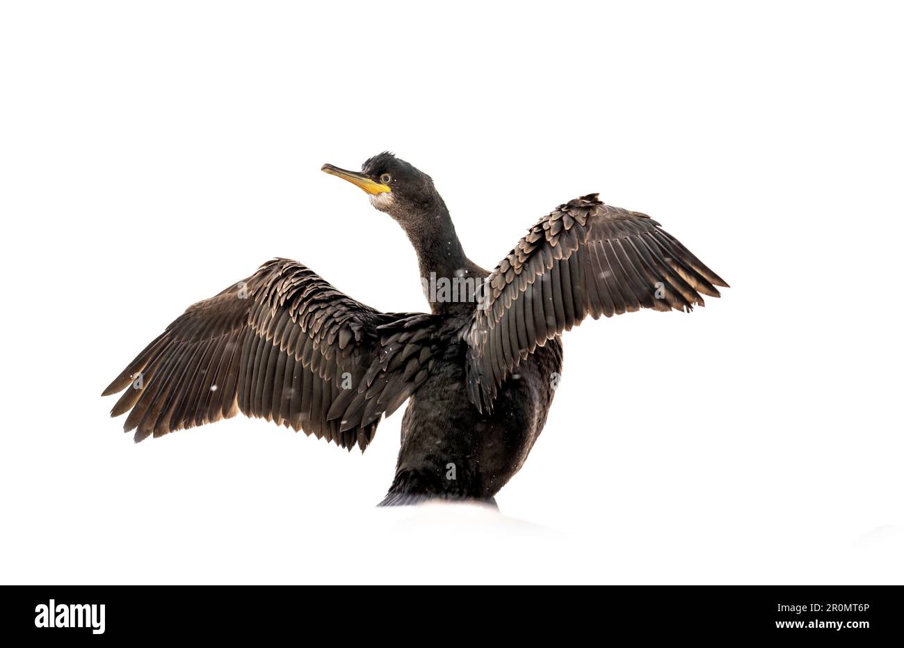 Shag bird Cut Out Stock Images & Pictures - Alamy