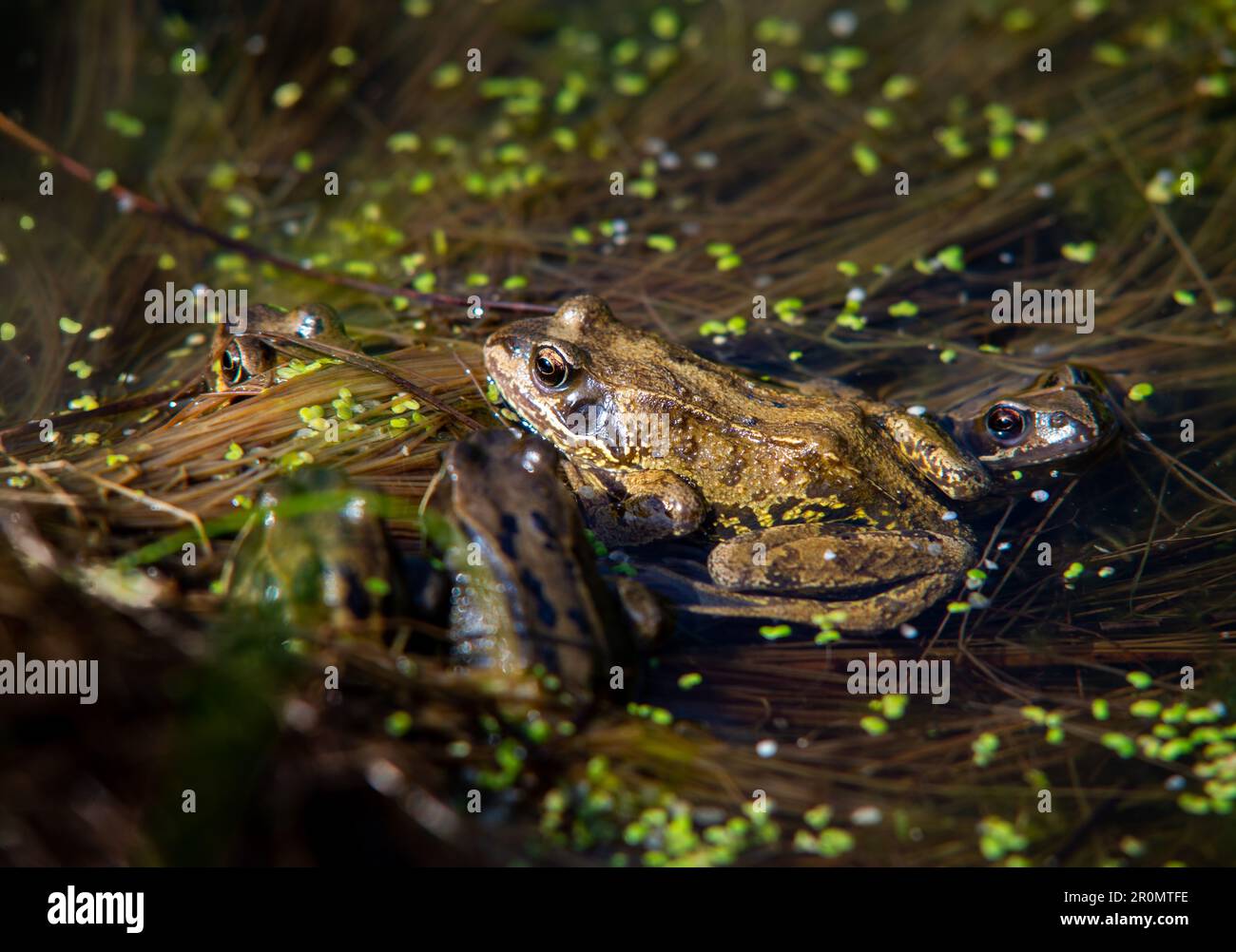A group of Common Frogs in a pond in northern England Stock Photo - Alamy