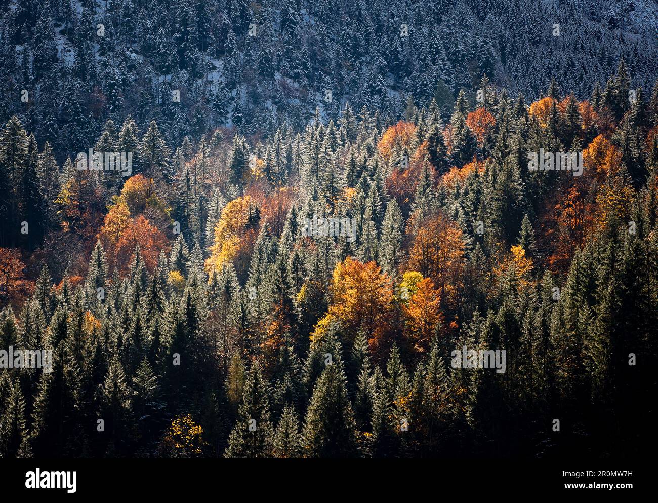 Coniferous forest with deciduous trees in autumn colors in between ...