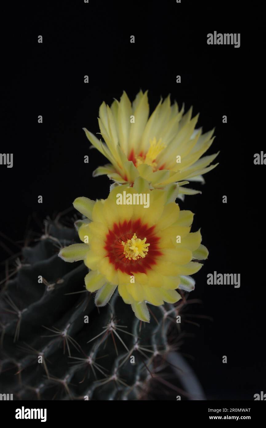 Hamatocactus Setispinus, Hedgehog cactus, Twisted Rib Cactus, Fishhook ...