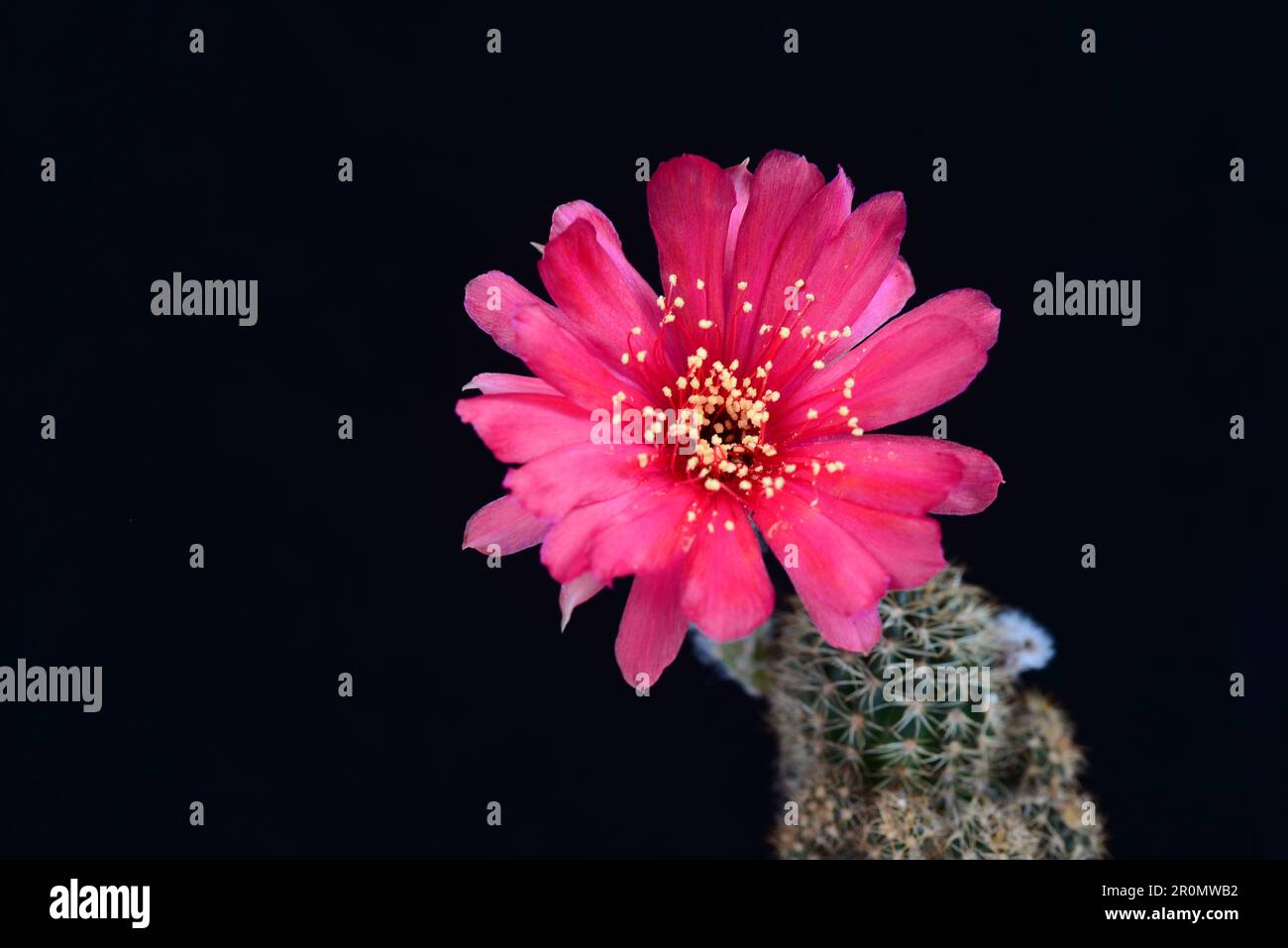 Blooming red flower of Lobivia cactus on black background with copy ...