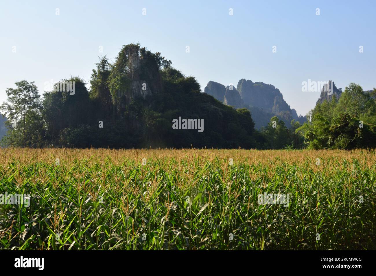 Corn trees farm green field Stock Photo - Alamy