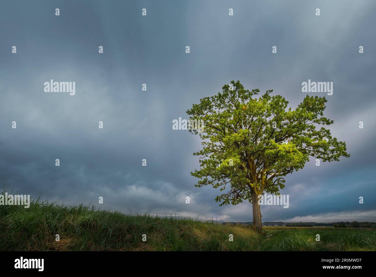 Single old oak tree on the meadow Stock Photo - Alamy