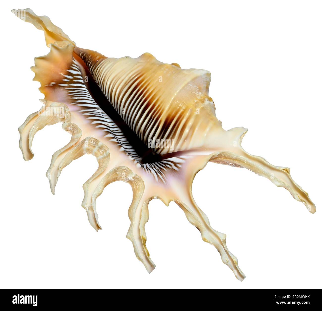 14cm hi-res stock photography and images - Alamy