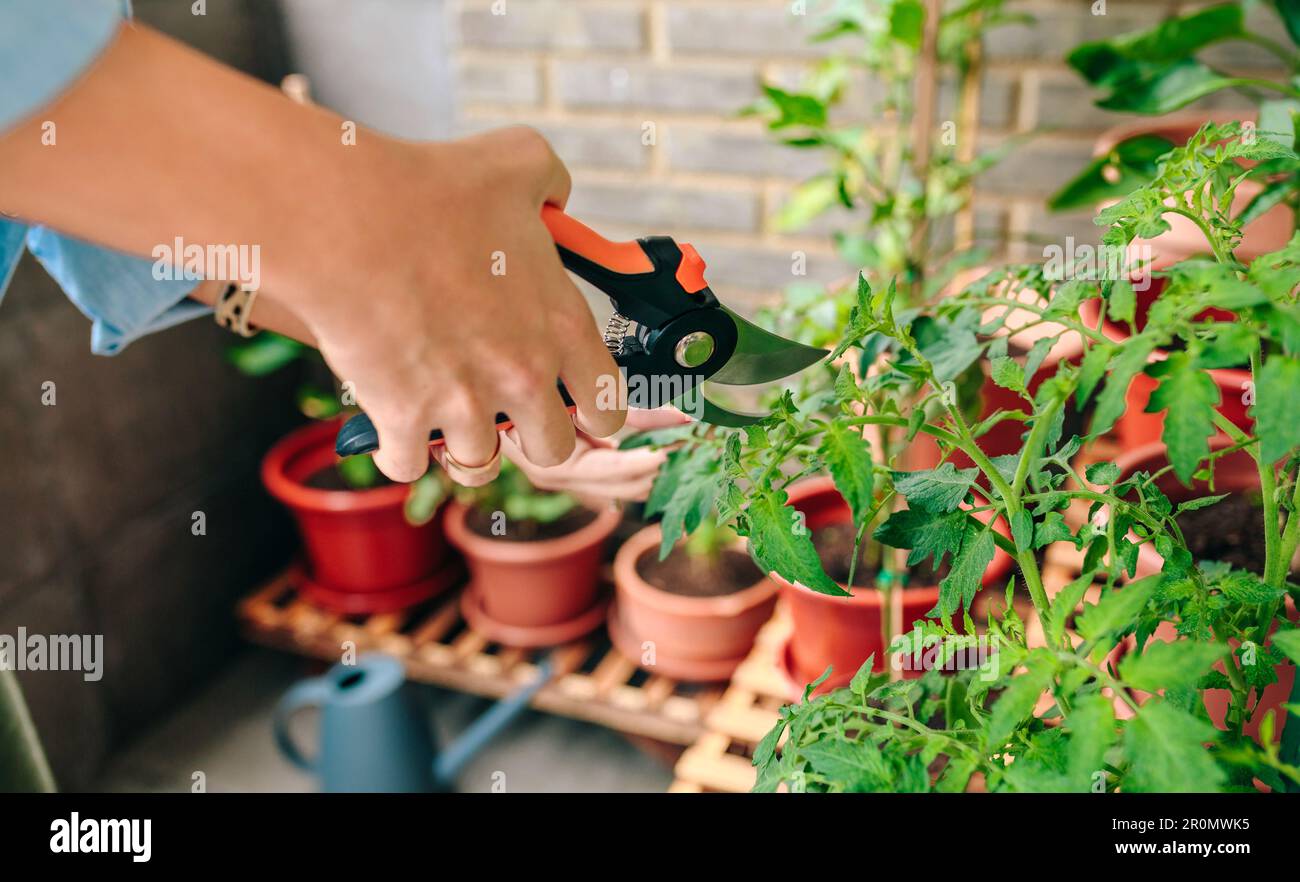 Female gardener hand holding pruning shear to trim plant leaves of ...