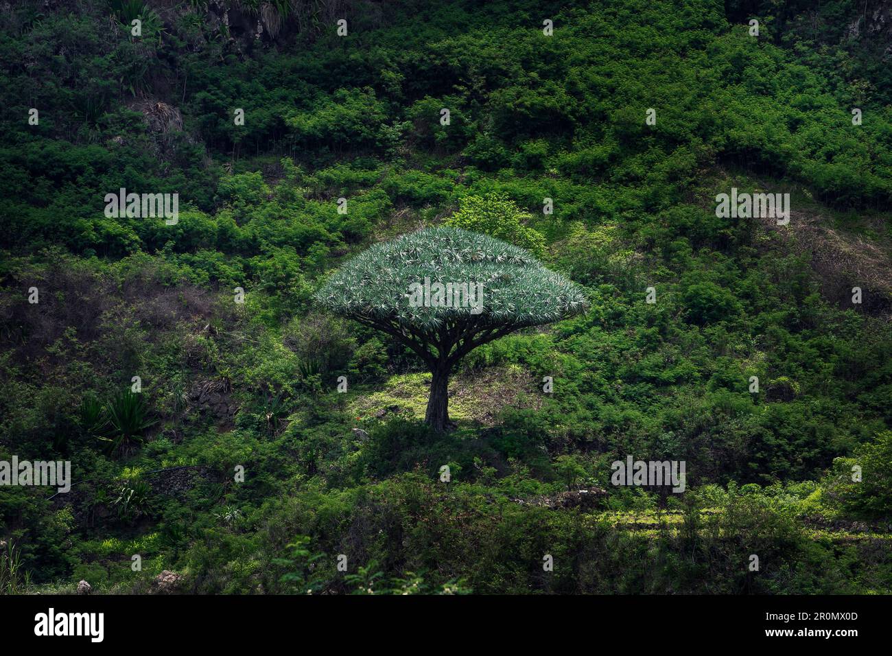 Cape Verde, Island Santo Antao, landscapes, hiking, mountains, green ...