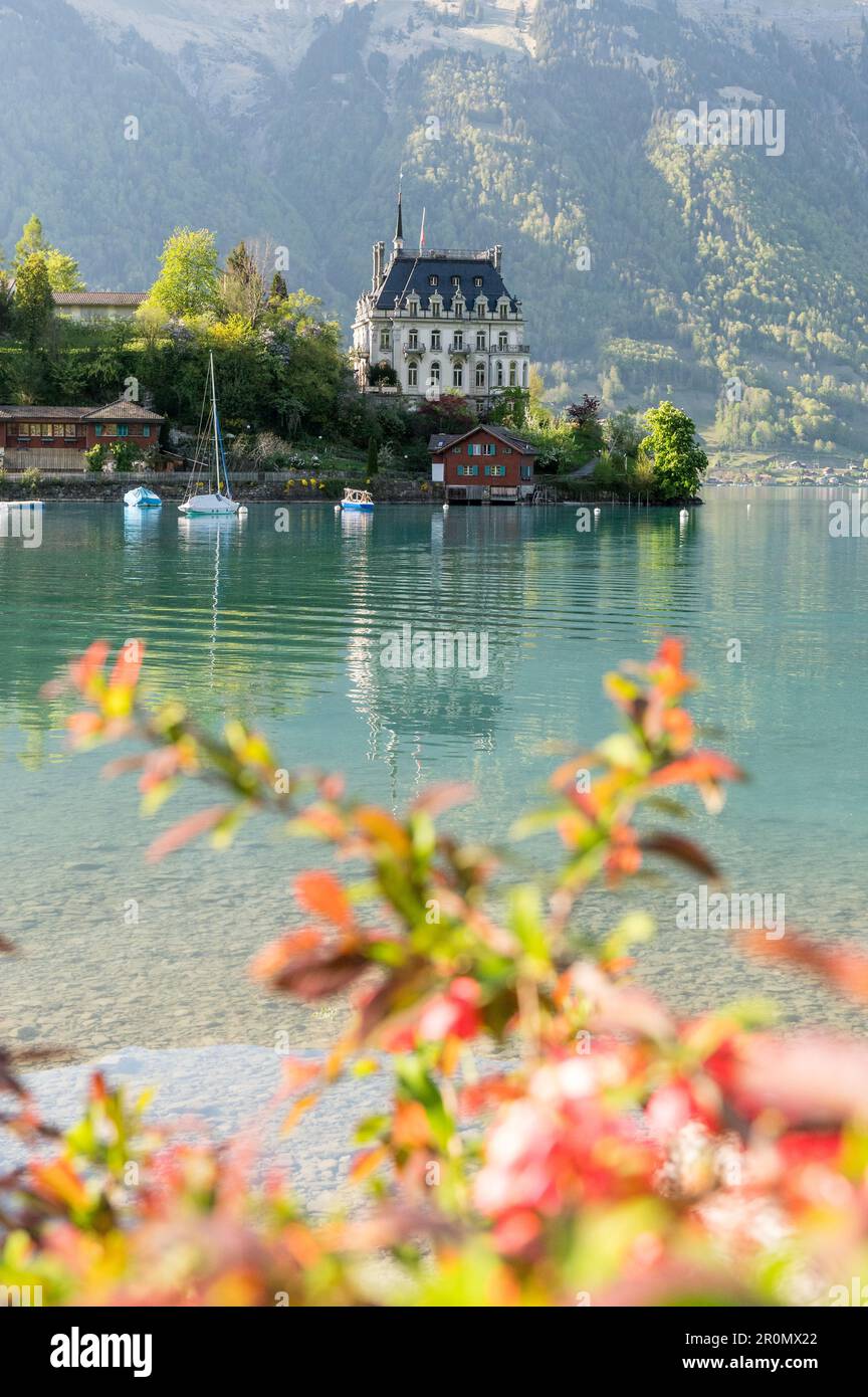 view of Schloss Seeburg, Iseltwald in turquoise Lake Brienz Stock Photo - Alamy