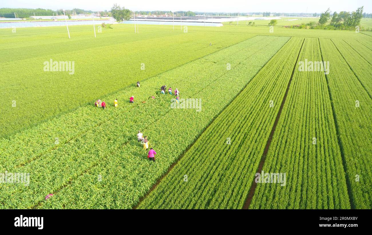 Aerial photo shows farmers harvesting garlic bolts in the field in ...