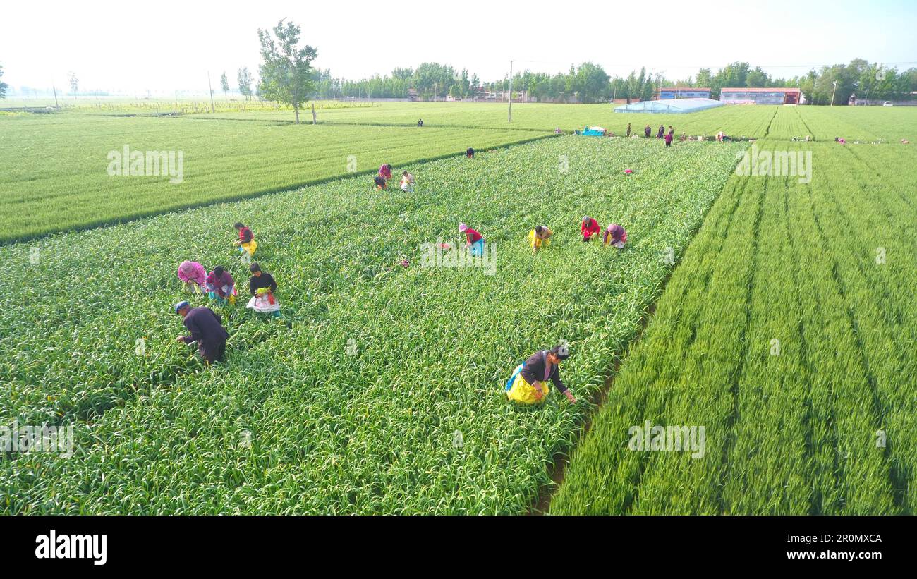 Aerial photo shows farmers harvesting garlic bolts in the field in ...