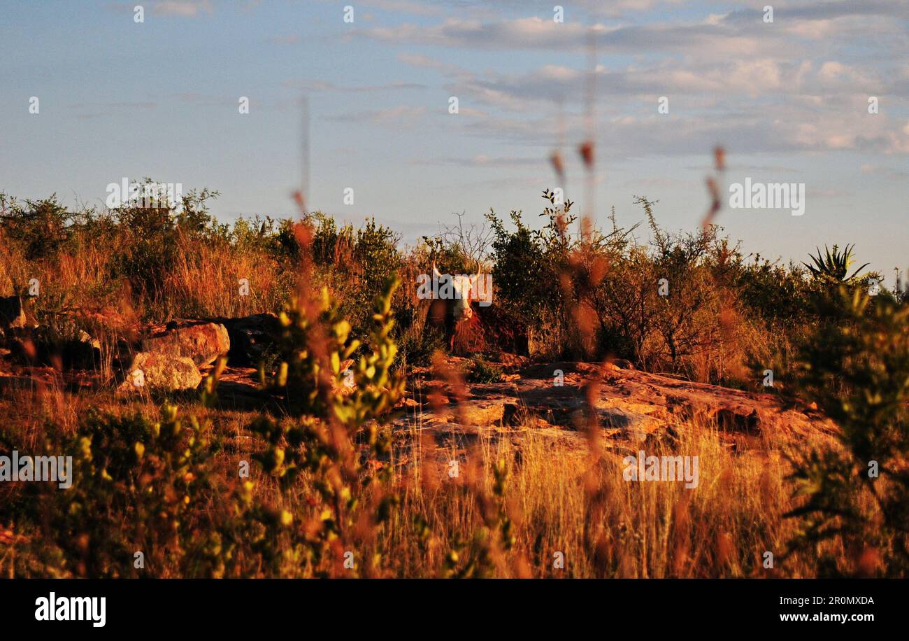 A blanket of mist hovers over Ga-Maja village in South Africa's Limpopo ...