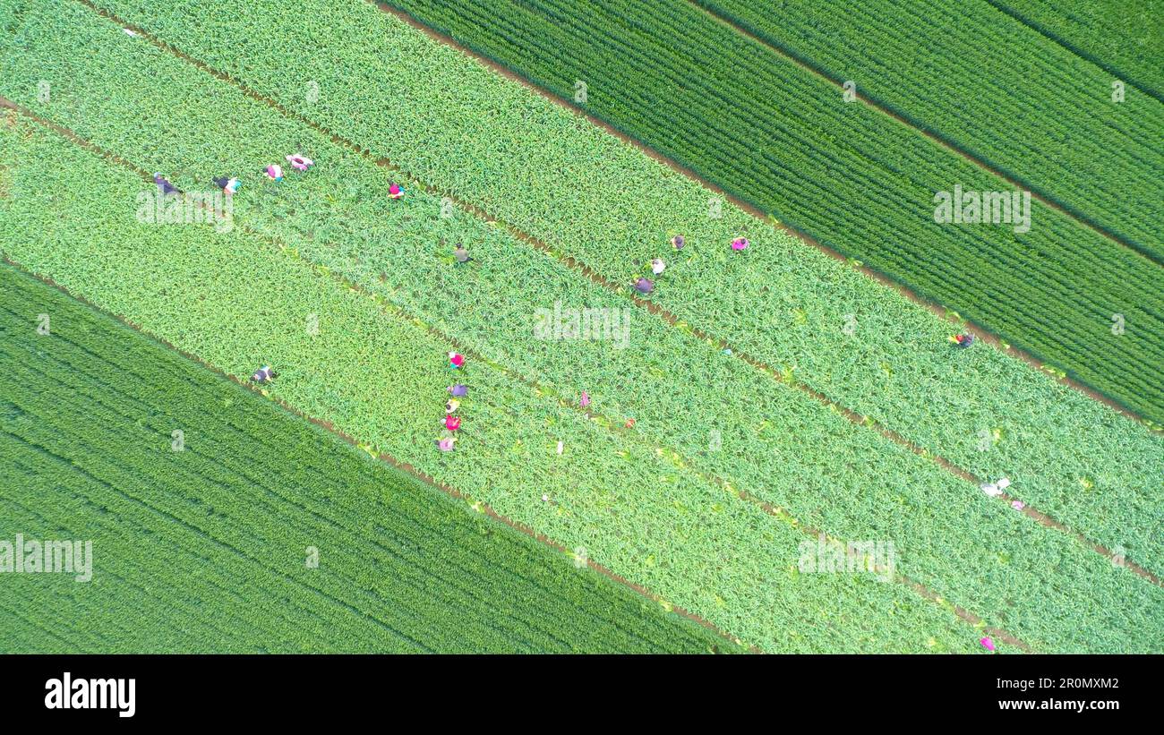 Aerial photo shows farmers harvesting garlic bolts in the field in ...