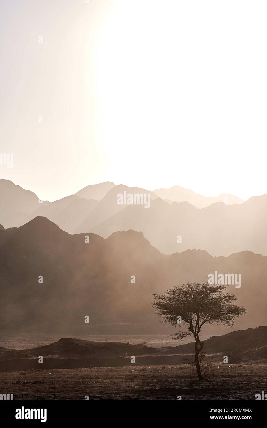 Acacia tree sinai desert egypt hi-res stock photography and images - Alamy