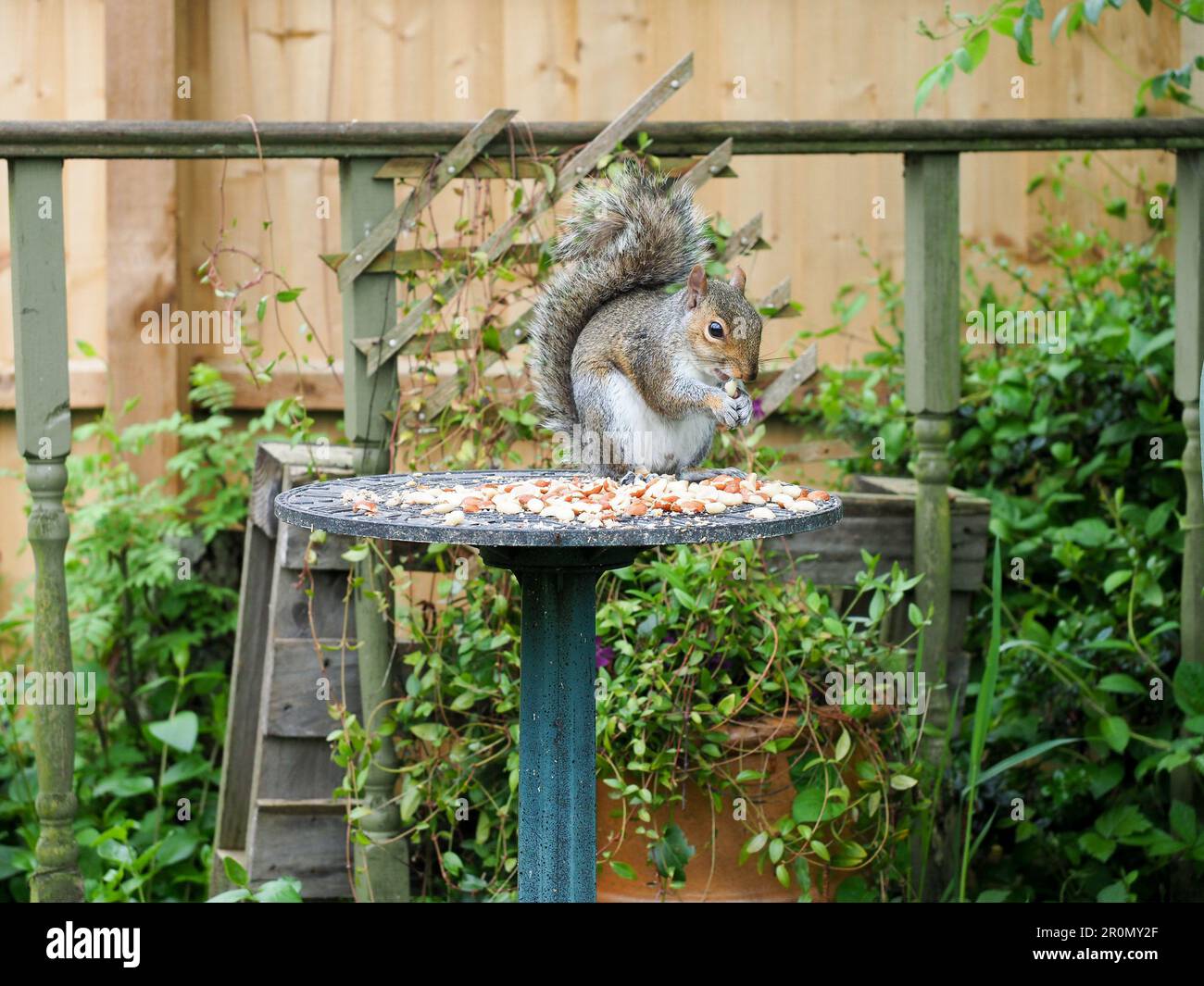 Squirrel peanut bird table hi-res stock photography and images - Alamy