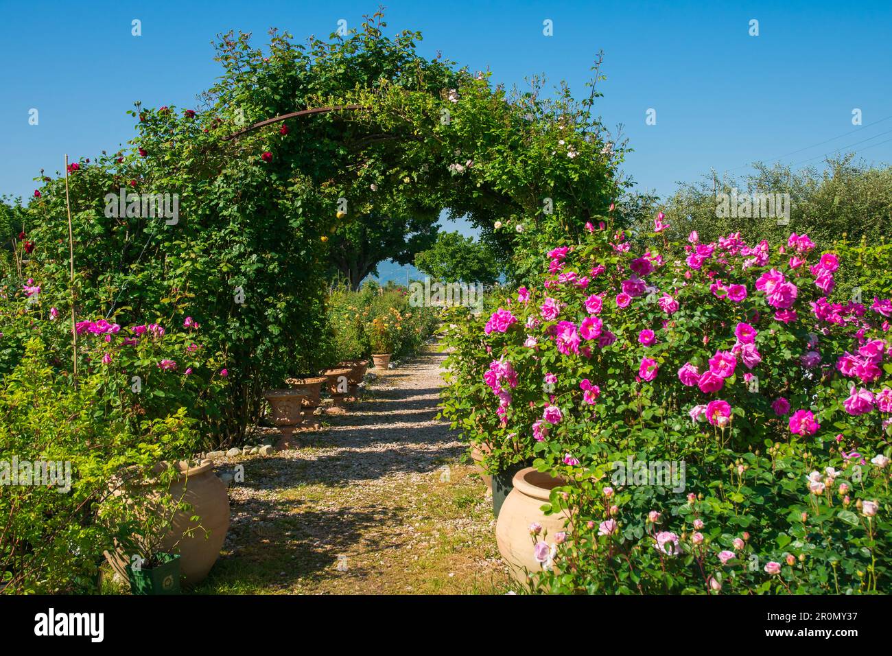 Spring view of italian romantic rose garden with arch and blue sky ...