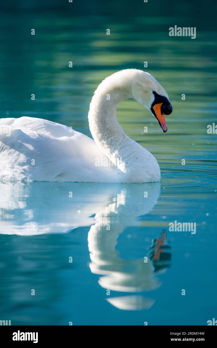 close up of a swan on turquoise colored Lake Brienz in Iseltwald Stock ...