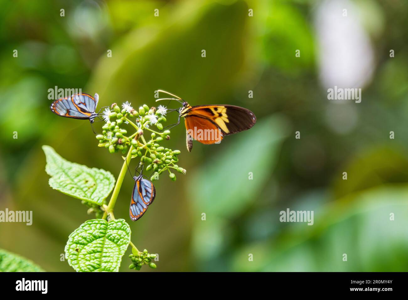 Butterflies in the animal and plant-rich garden of Finca Palmonte near ...
