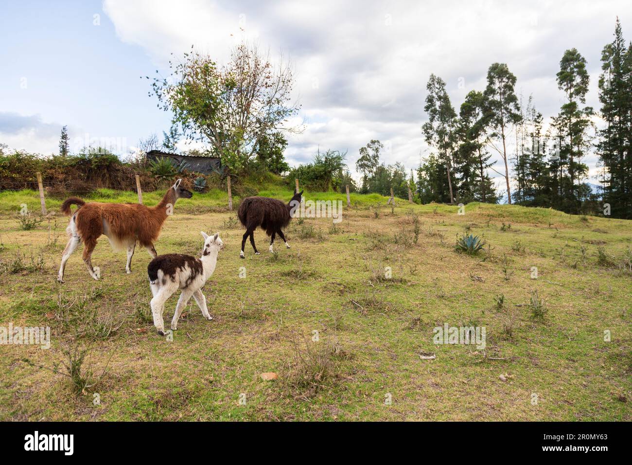 Three lamas in the large garden of Hacienda La Jimenita near Quito ...