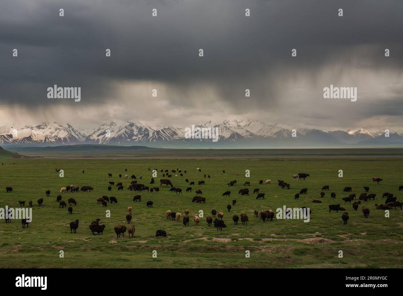 Flock of sheep in Transala mountains, Kyrgyzstan, Asia Stock Photo - Alamy