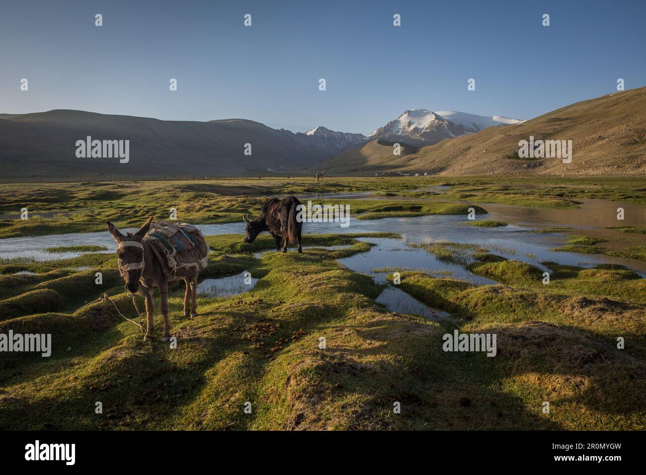 Yak and donkey in the mountains Pamir, Afghanistan, Asia Stock Photo ...