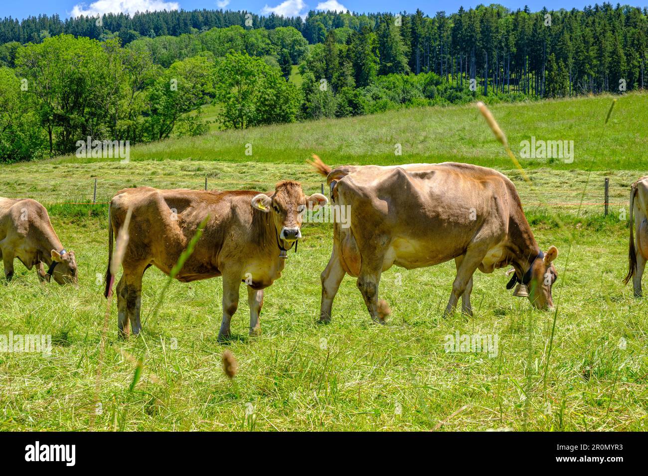Browsing and grazing hi-res stock photography and images - Alamy