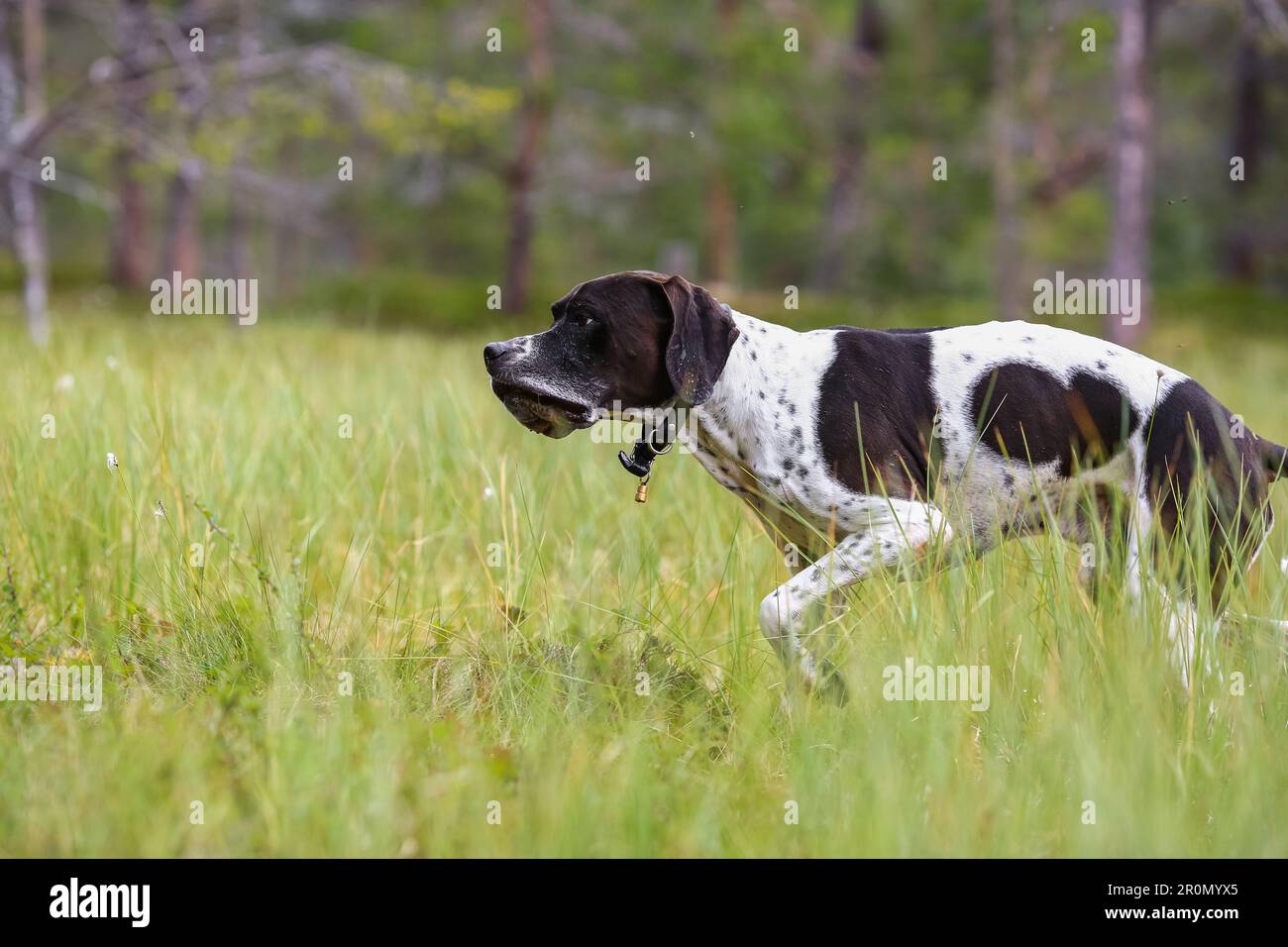 Dog english pointer hunting in the wild forest Stock Photo - Alamy