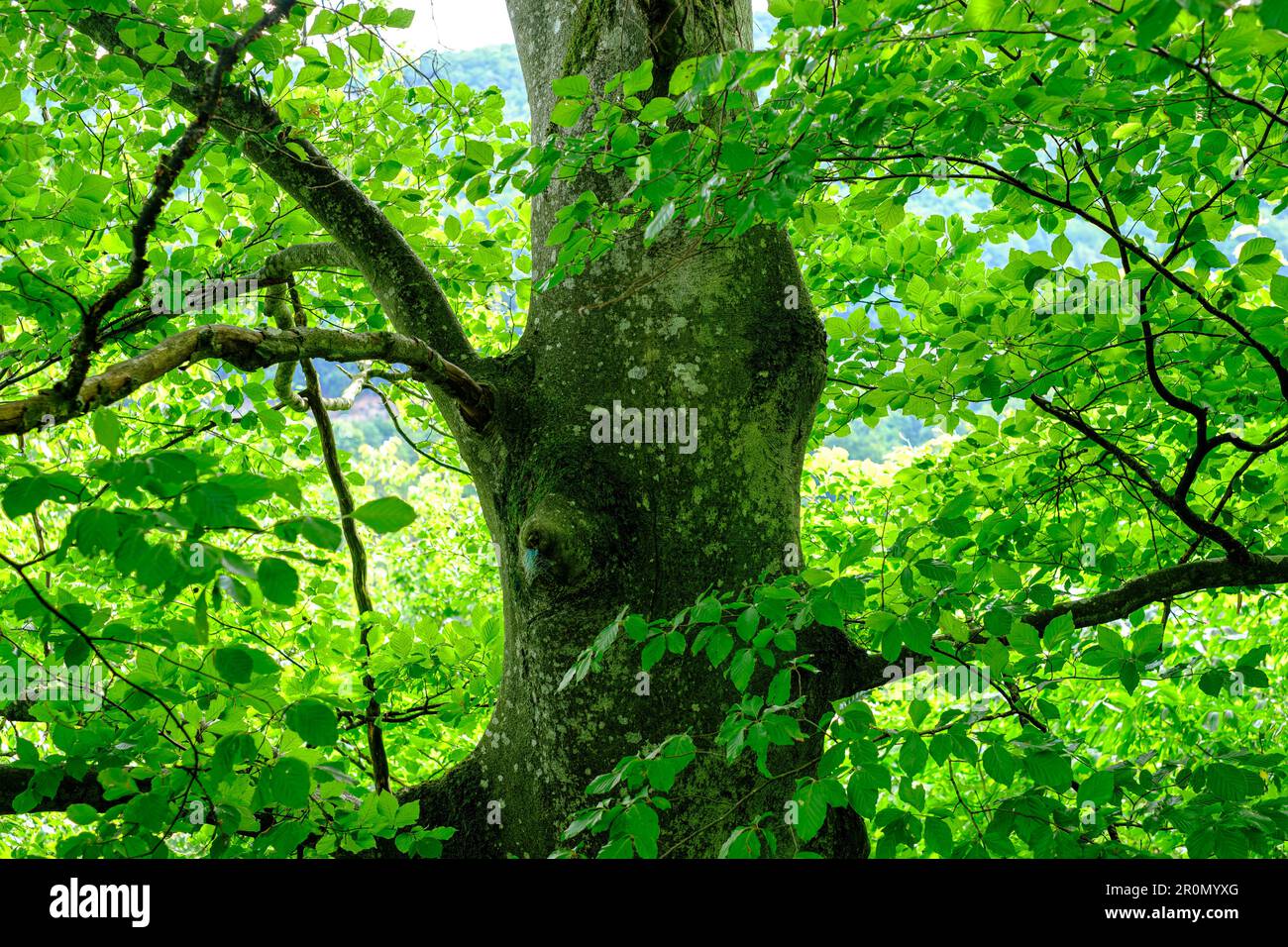 Mighty beech tree in a wooded area, Swabian Alb, Germany Stock Photo - Alamy
