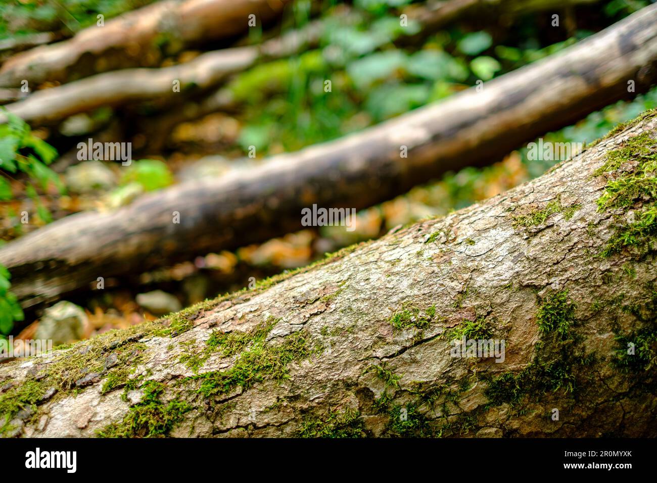 A row of fallen tree trunks in a wooded area, Swabian Alb, Germany ...