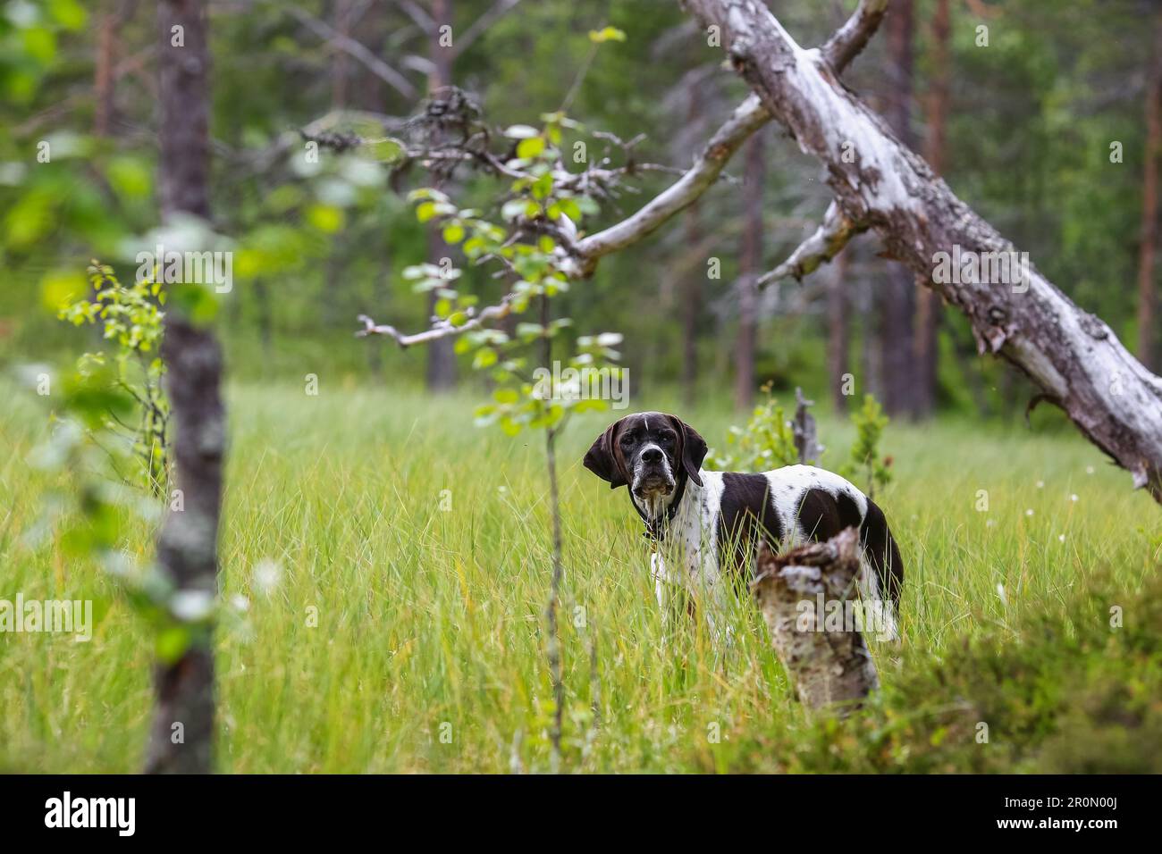 Dog english pointer hunting in the wild forest Stock Photo - Alamy