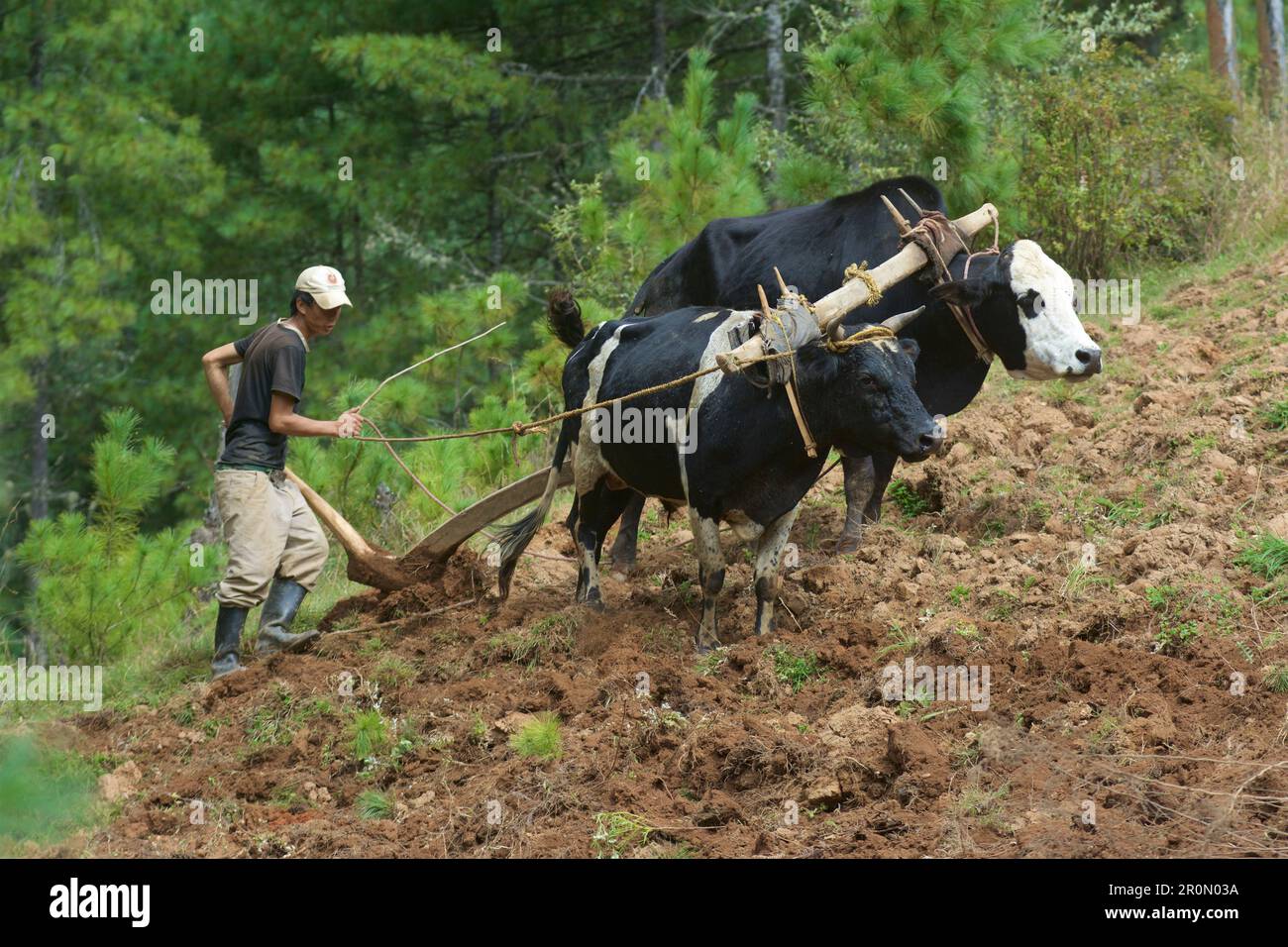 Farmer plows with cattle on steep terrain in Tang Valley, Bumthang ...