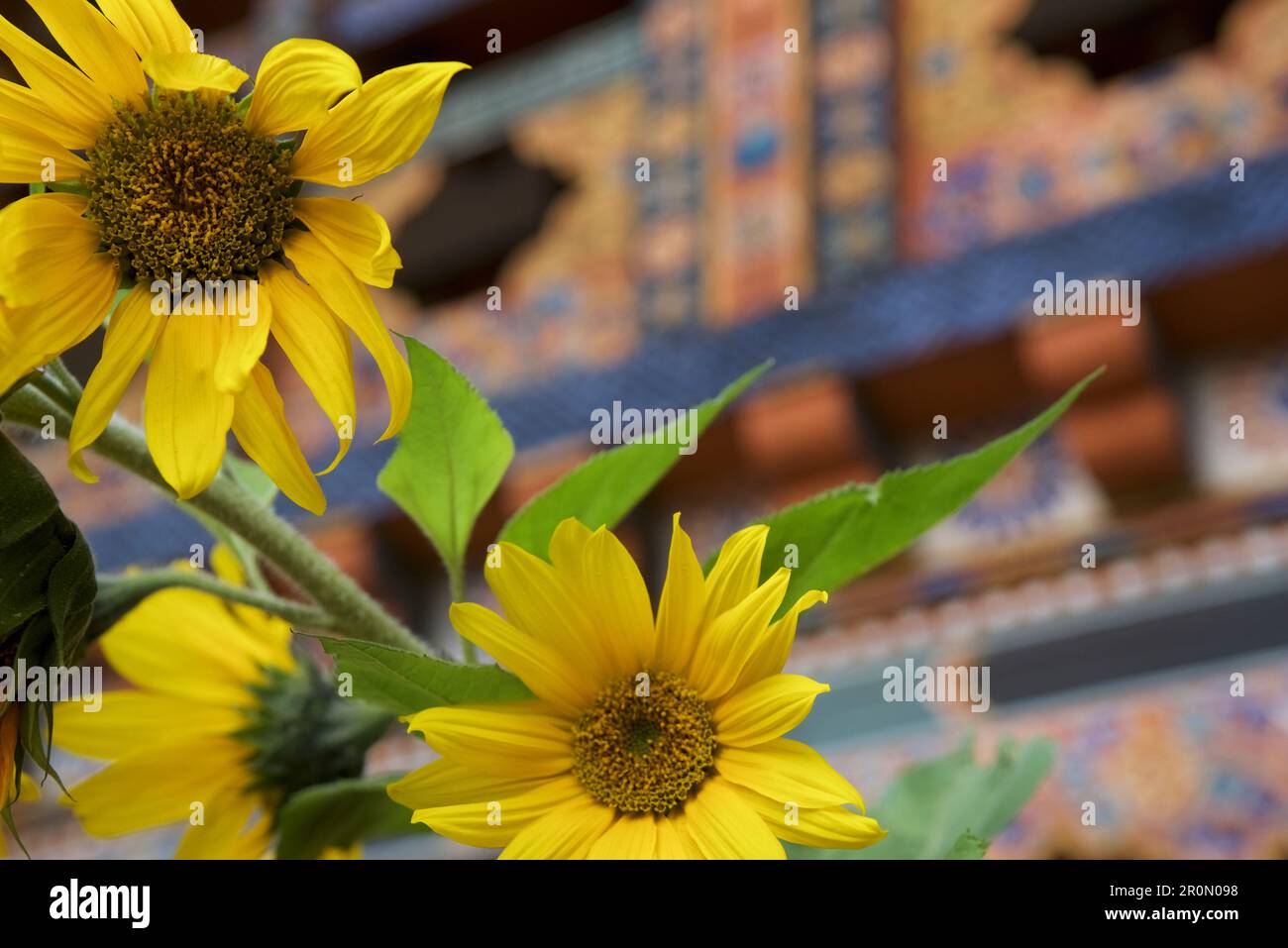 Sunflowers in front of the Pema Choling Nunnery, Tang Valley, Bumthang ...