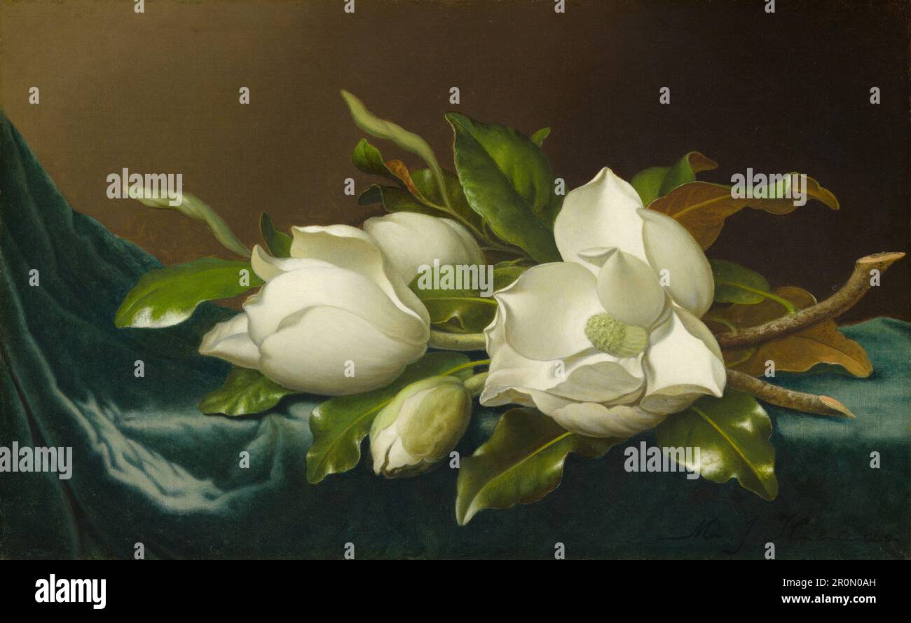 Magnolias on Light Blue Velvet Cloth Date: 1885/95 Artist: Martin ...