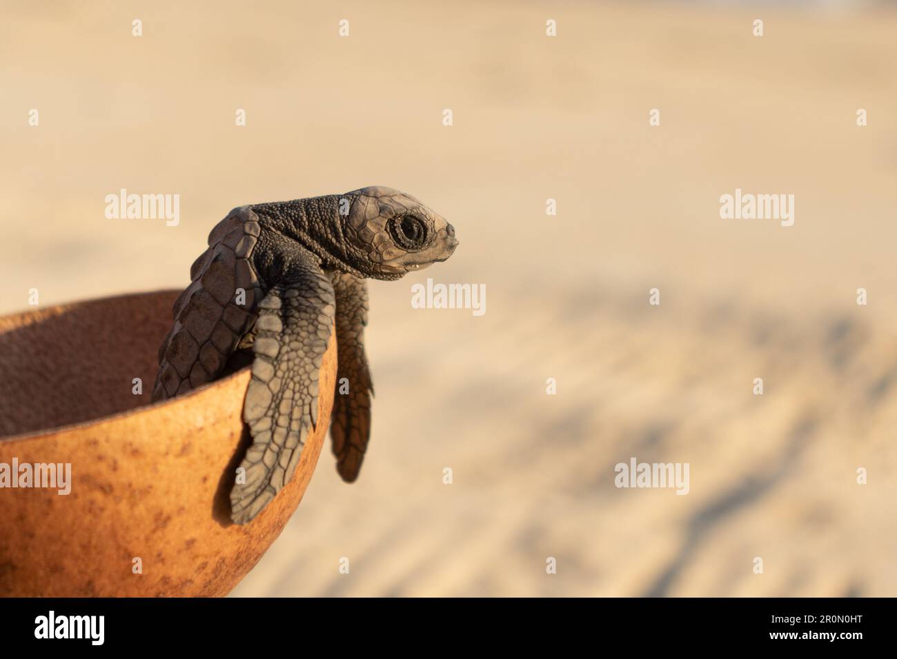 Dry Olive Ridley sea turtle with rough skin sitting in cup against ...