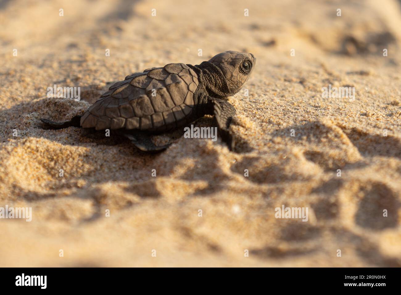 Cute little Olive Ridley sea turtle crawling on sandy beach in sunny ...