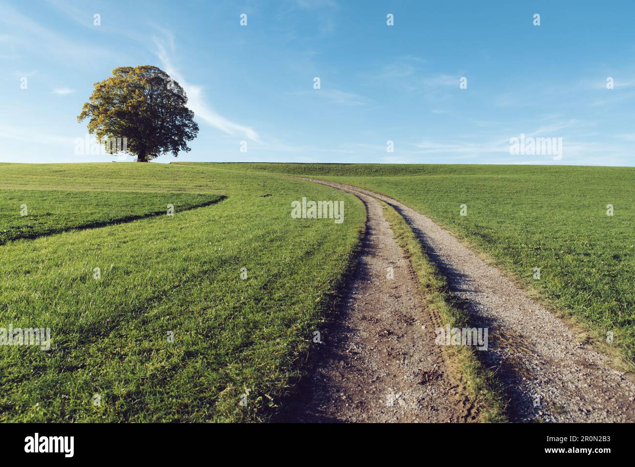 Bright countryside landscape with lonely large blooming tree growing in ...