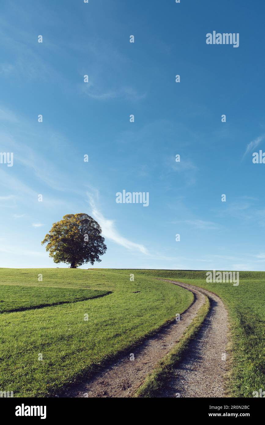 Bright countryside landscape with lonely large blooming tree growing in ...