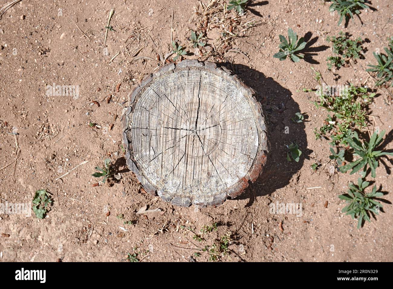 Stump of a chopped down tree Stock Photo - Alamy