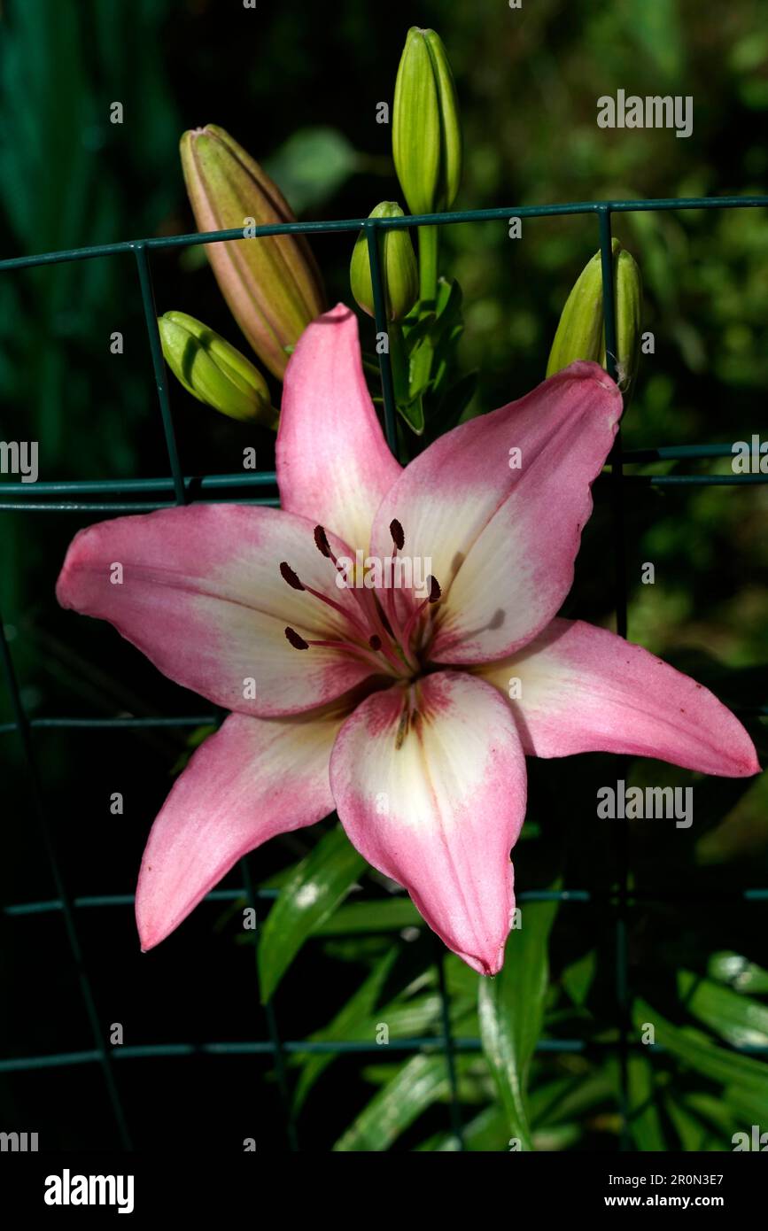 Lilium hybrid hi-res stock photography and images - Alamy