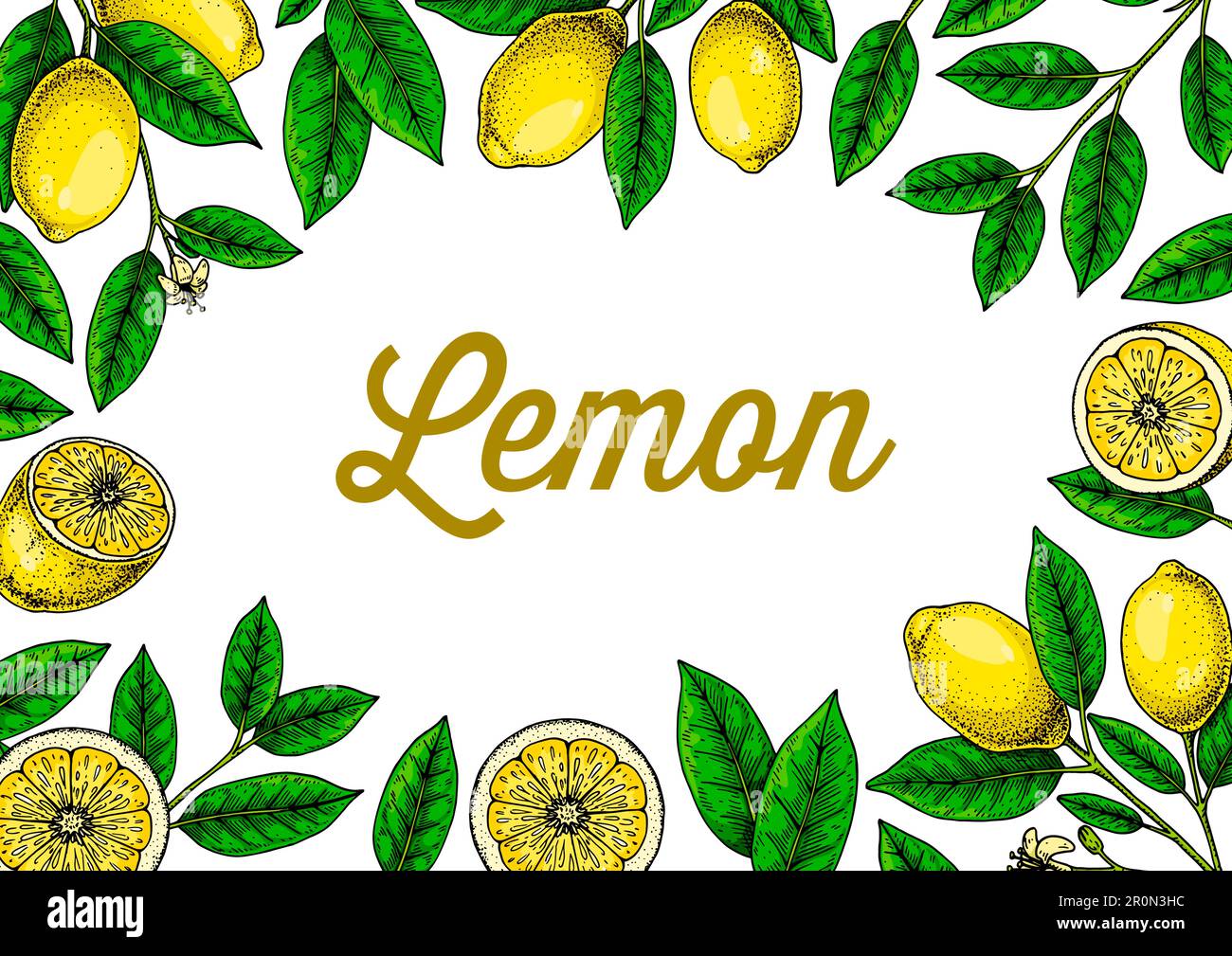 Bergamot flower background Stock Vector Images - Alamy