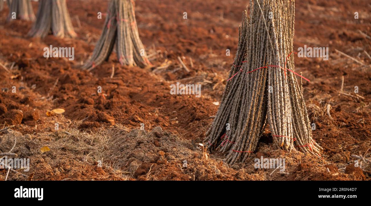 Cassava farm. Manioc or tapioca plant field. Bundle of cassava trees in ...