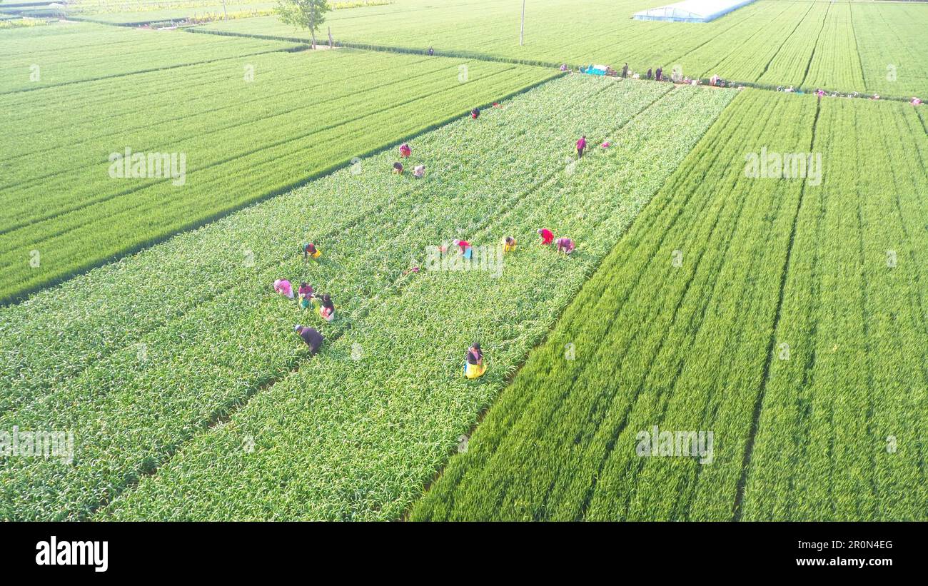 Aerial photo shows farmers harvesting garlic bolts in the field in ...