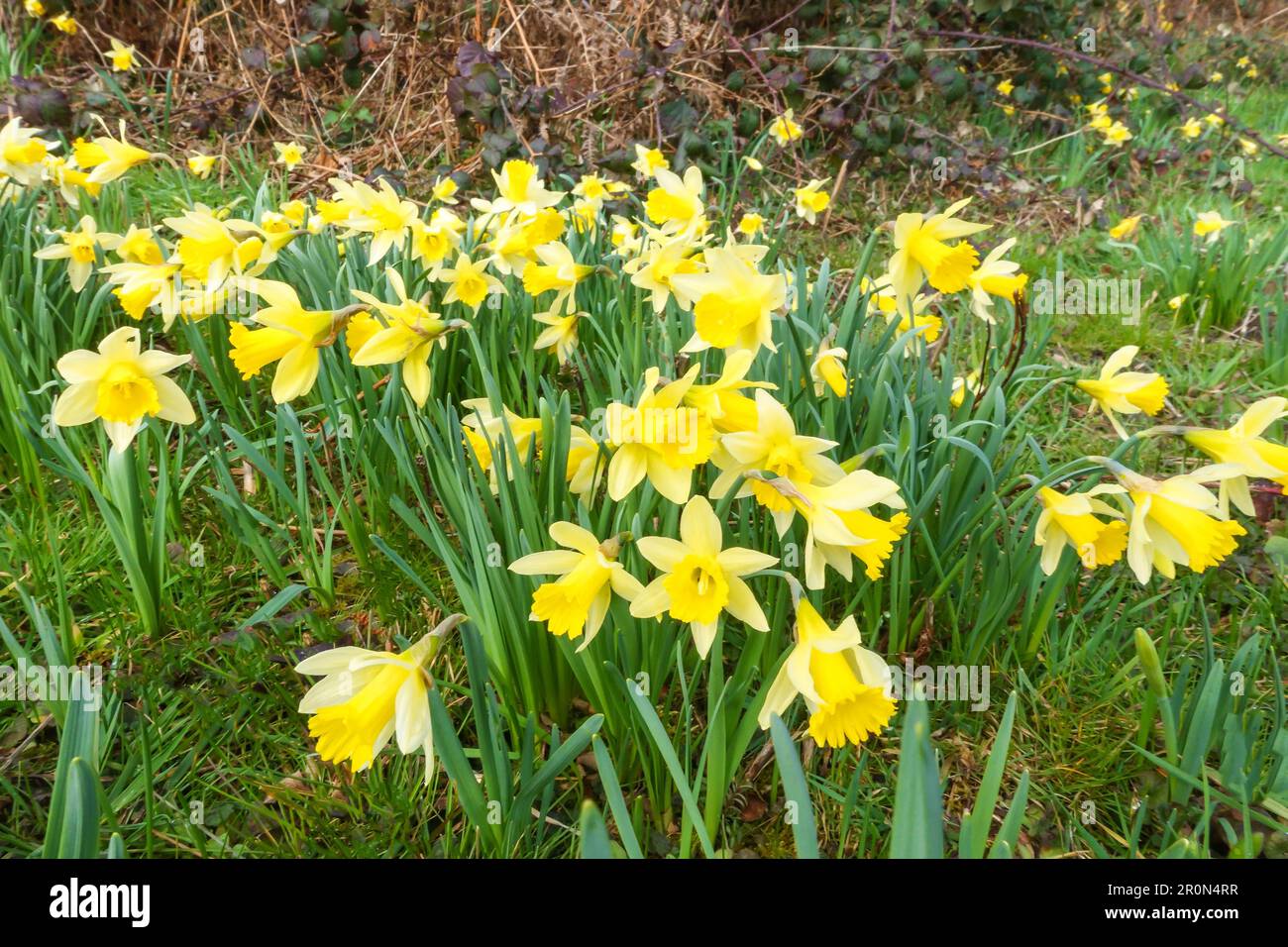 Wild Daffodil (Narcissus pseudonarcissus) also known a Lent lily ...