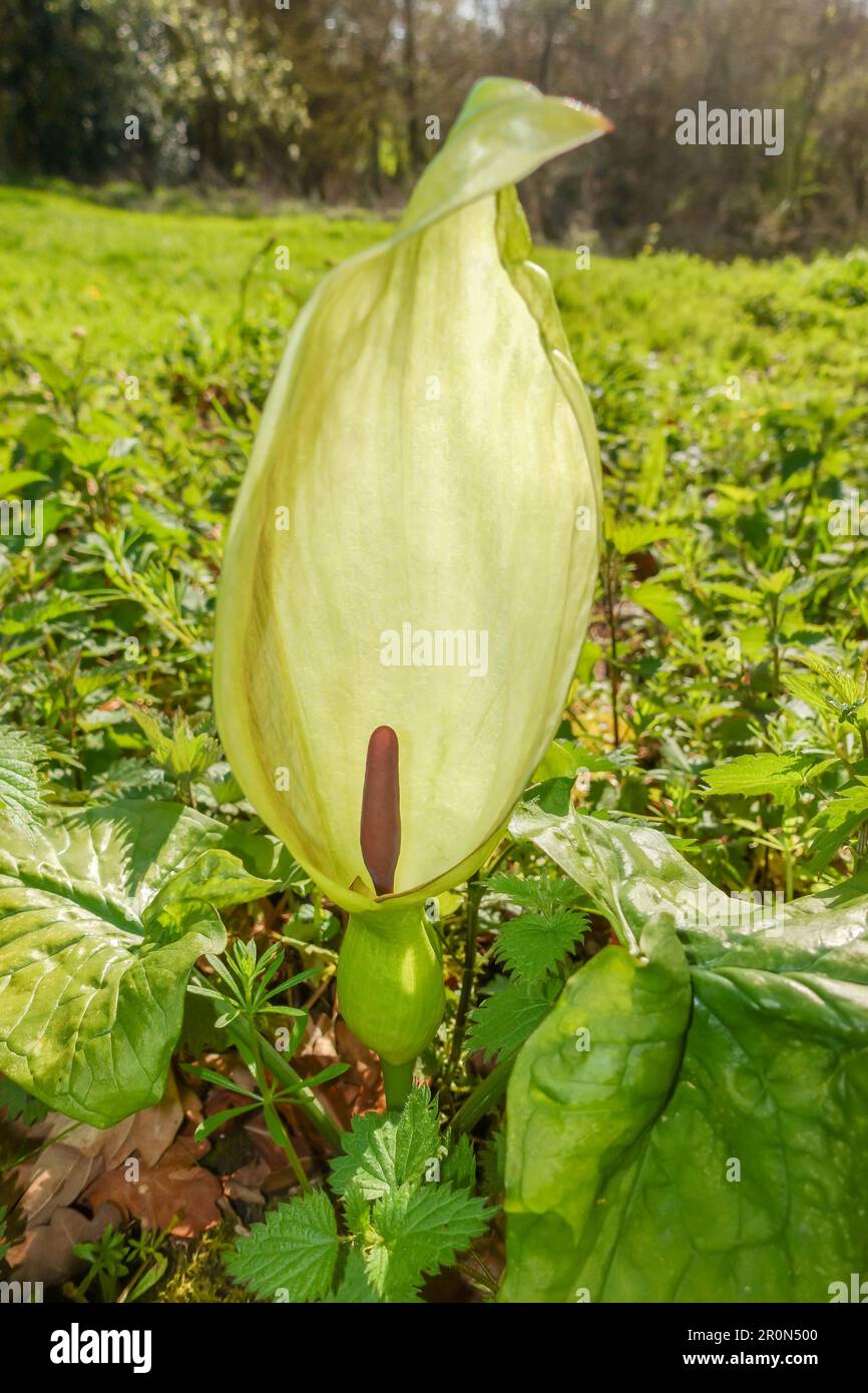 Lords-and-Ladies (Arum maculatum) with Spathe around the Spadix ...