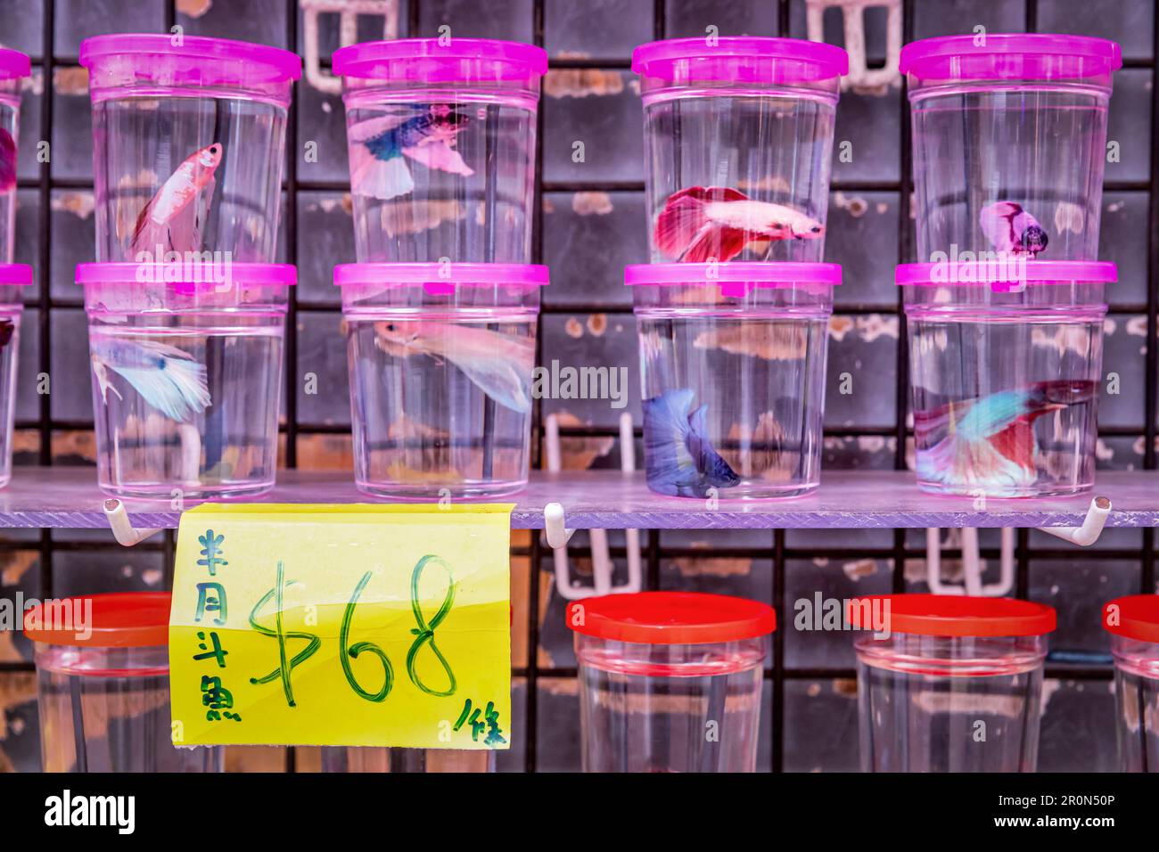 Goldfish Market, Hong Kong, China Stock Photo - Alamy